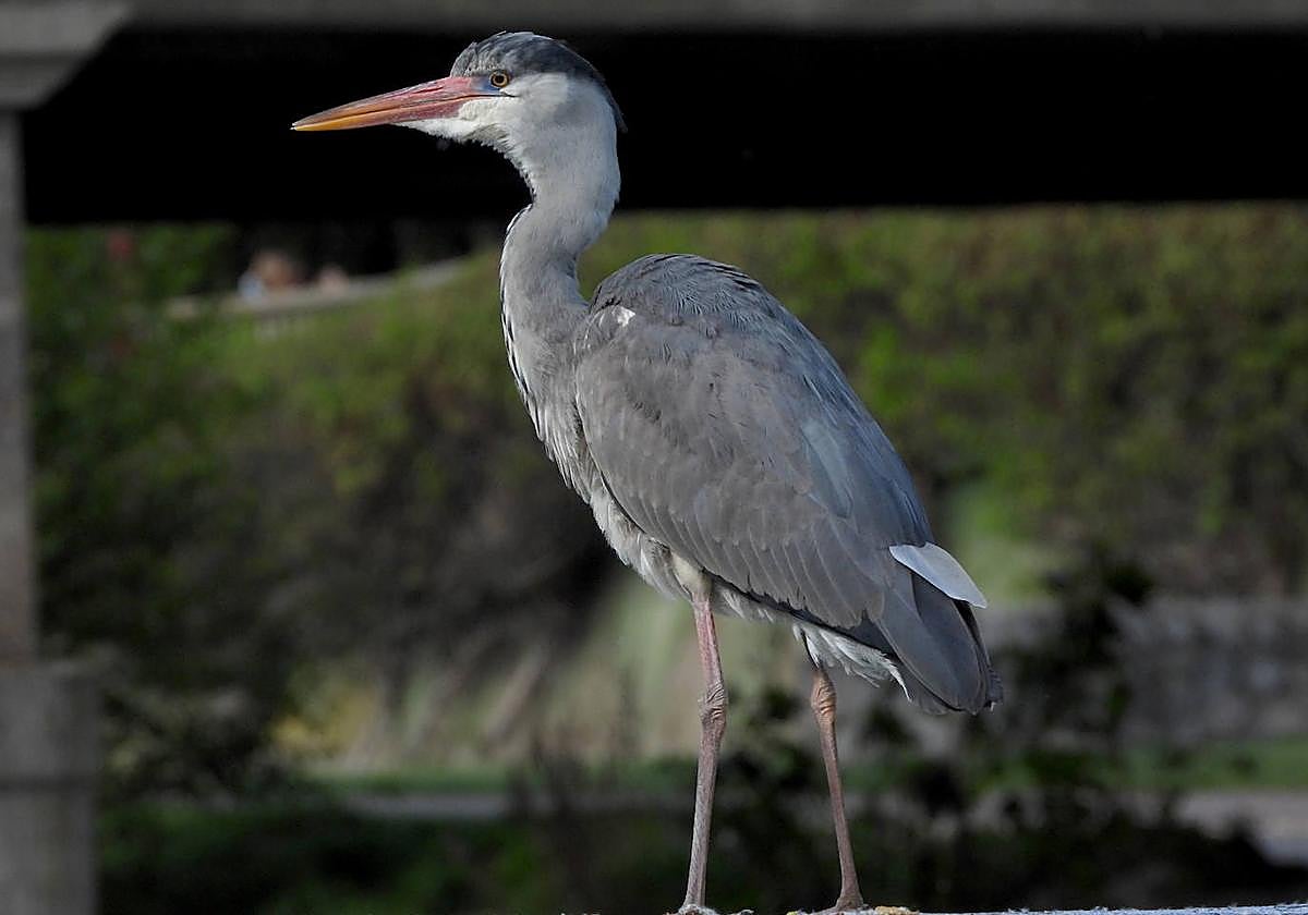 De Zamora a Palencia, el territorio de las garzas en Castilla y León | El Norte de Castilla